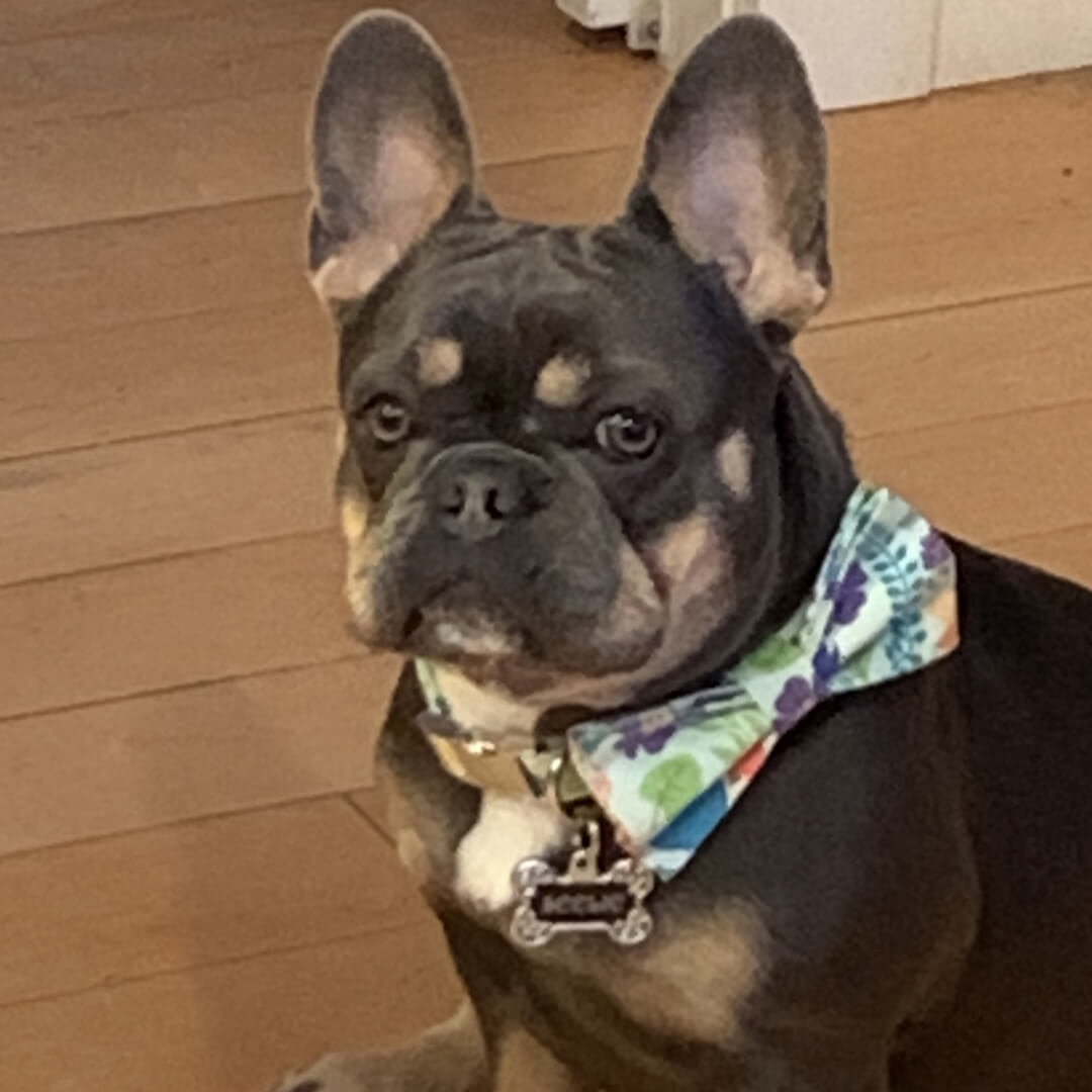 Bow Tie Dog Collars – Dashing Style For Your Pup – Waggy Pups