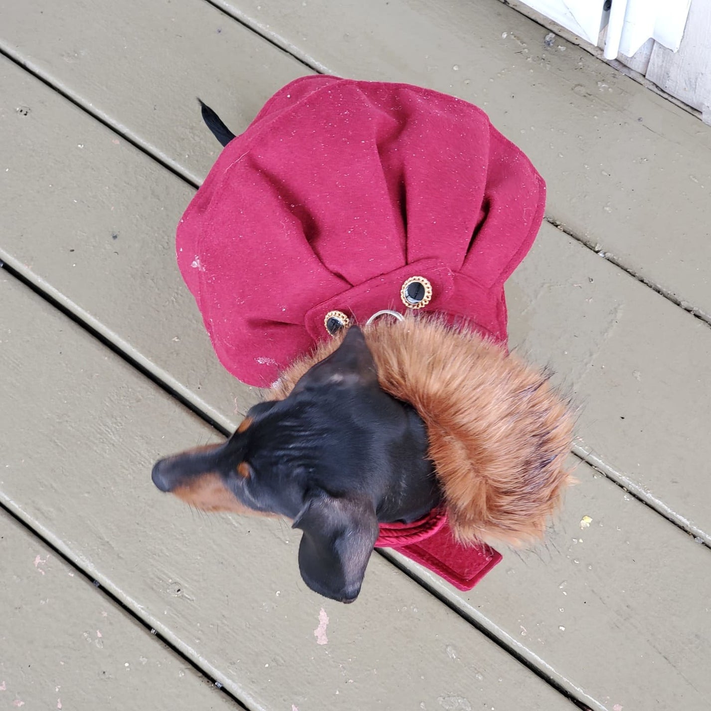 Burgundy Wool Fur-Trimmed Dog Harness Coat – Waggy Pups